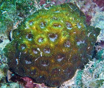 ACANTHASTREA BREVIS | REEF AQUARIUM