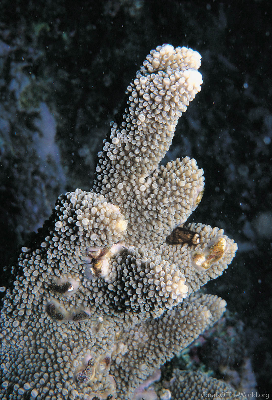 Clubbed Finger Coral