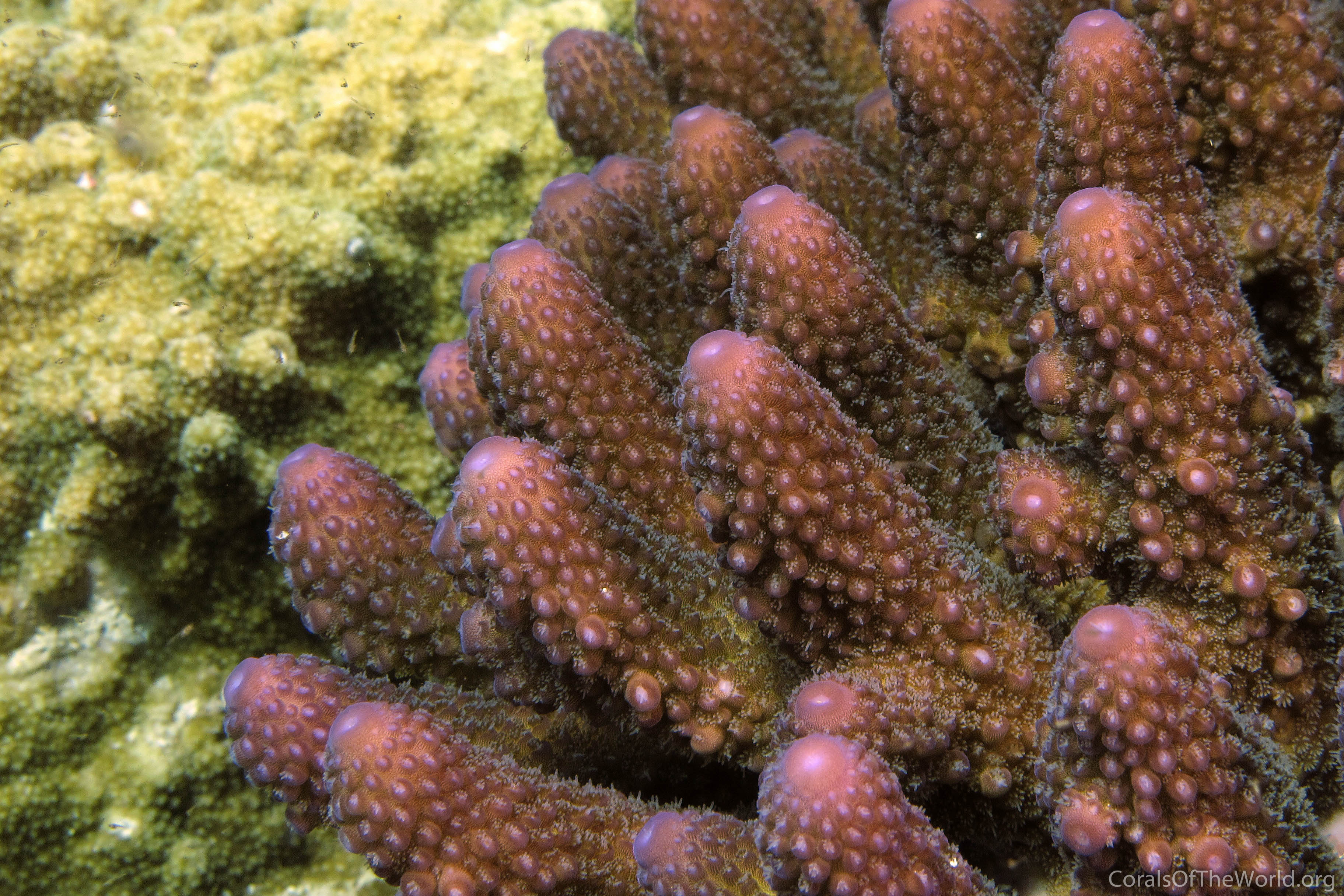 Australia coral ID | Reef2Reef