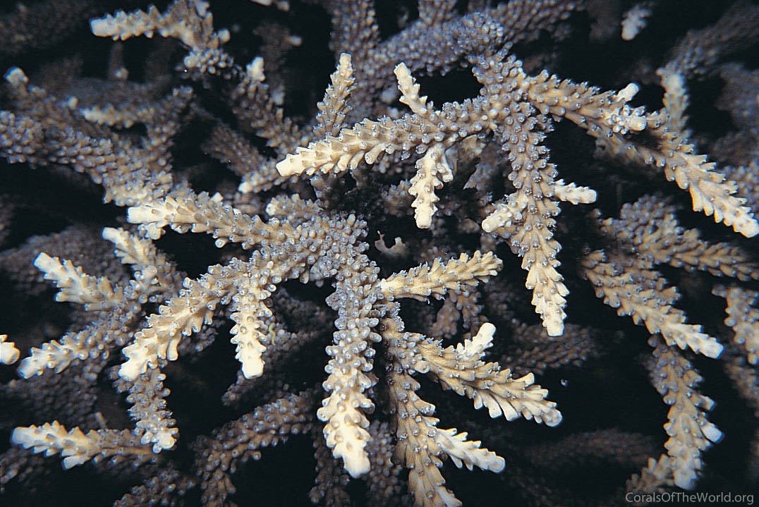 Acropora species ID | Reef2Reef