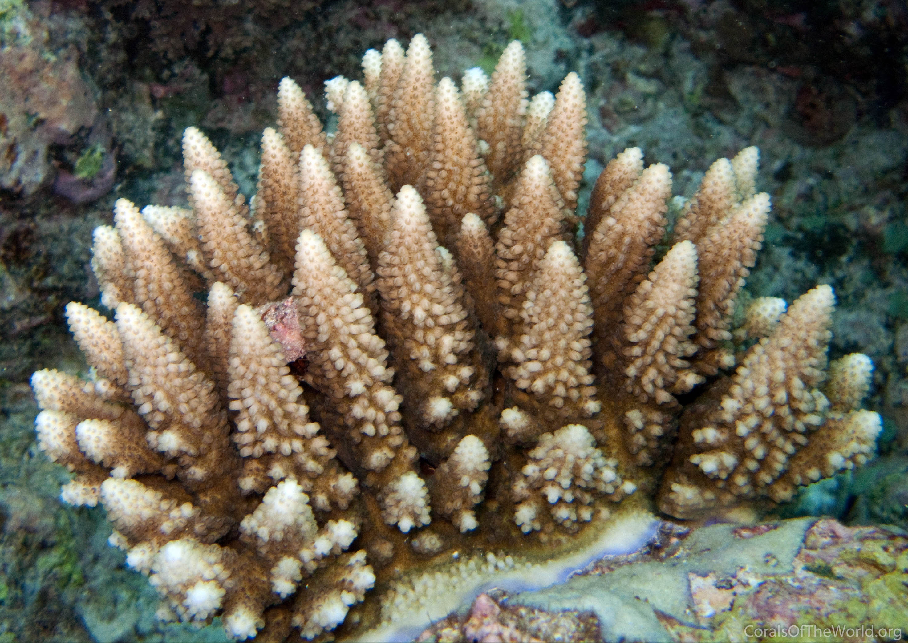 Acropora species ID help | Reef2Reef