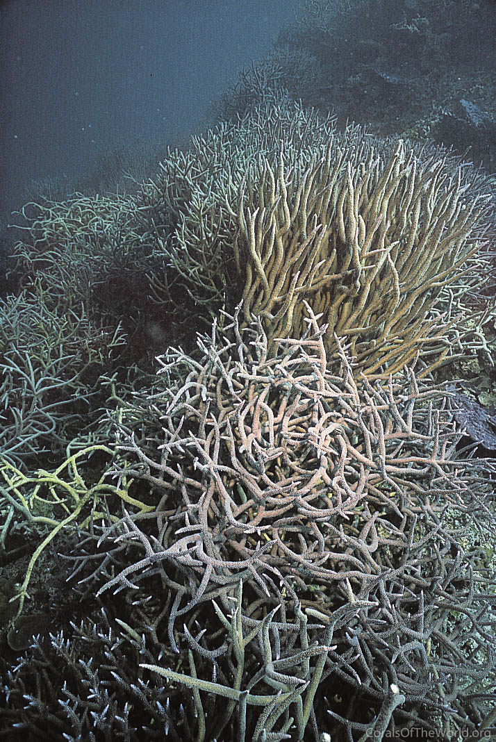 ACROPORA ABROLHOSENSIS | REEF AQUARIUM