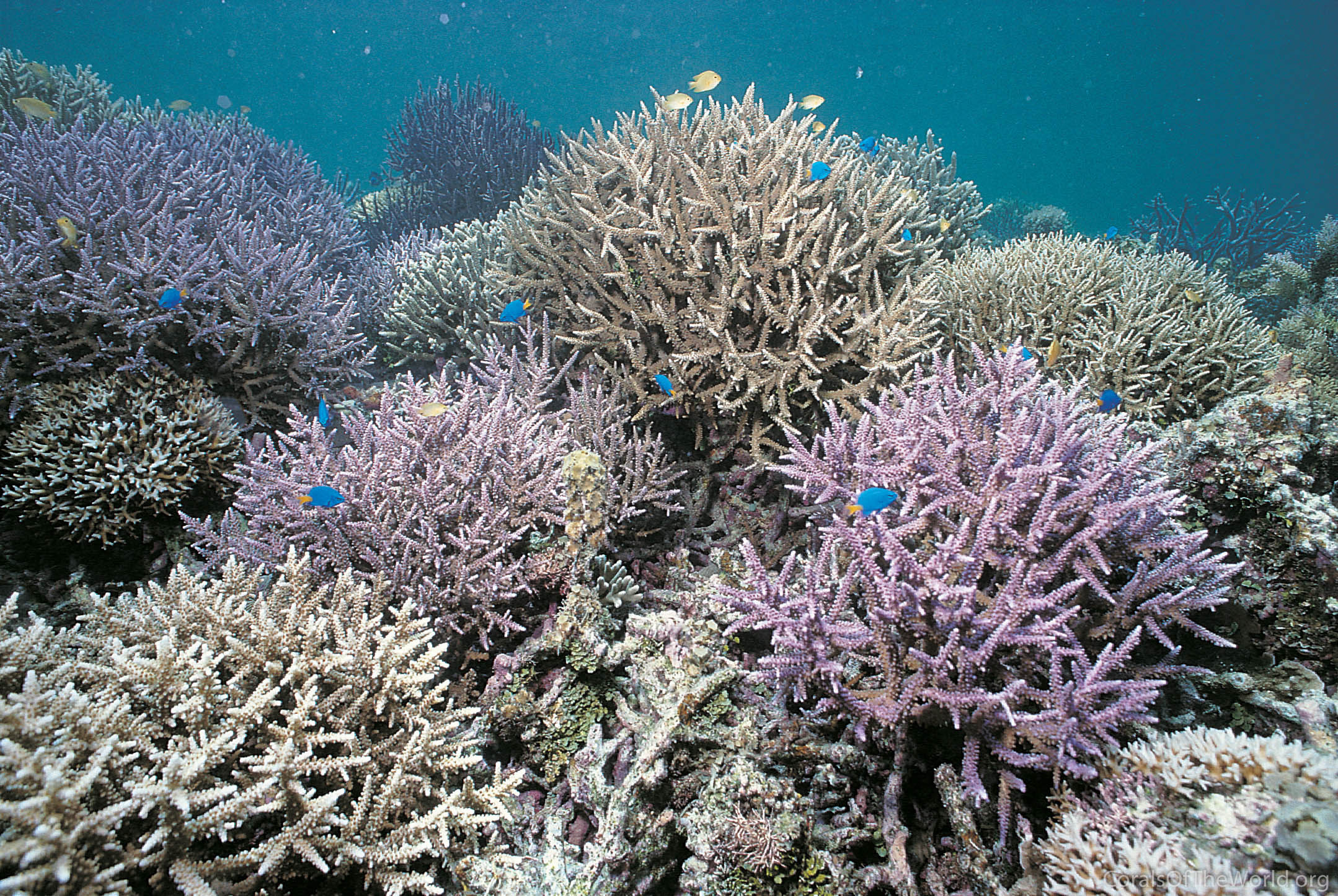 ACROPORA ABROLHOSENSIS | REEF AQUARIUM