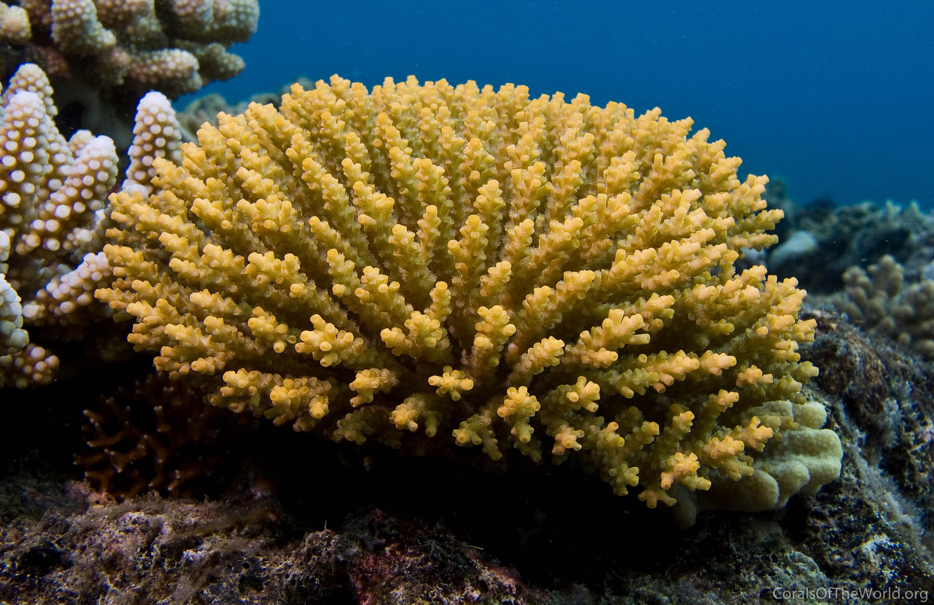 tenuis relationship: traditional taxonomy obscures systematics and ...