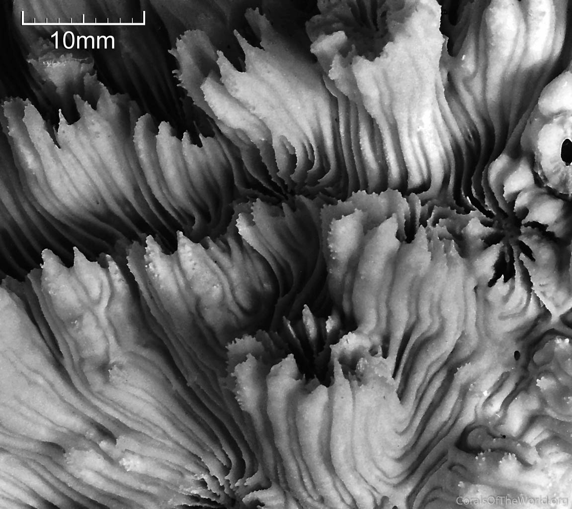 MYCEDIUM ELEPHANTOTUS | REEF AQUARIUM