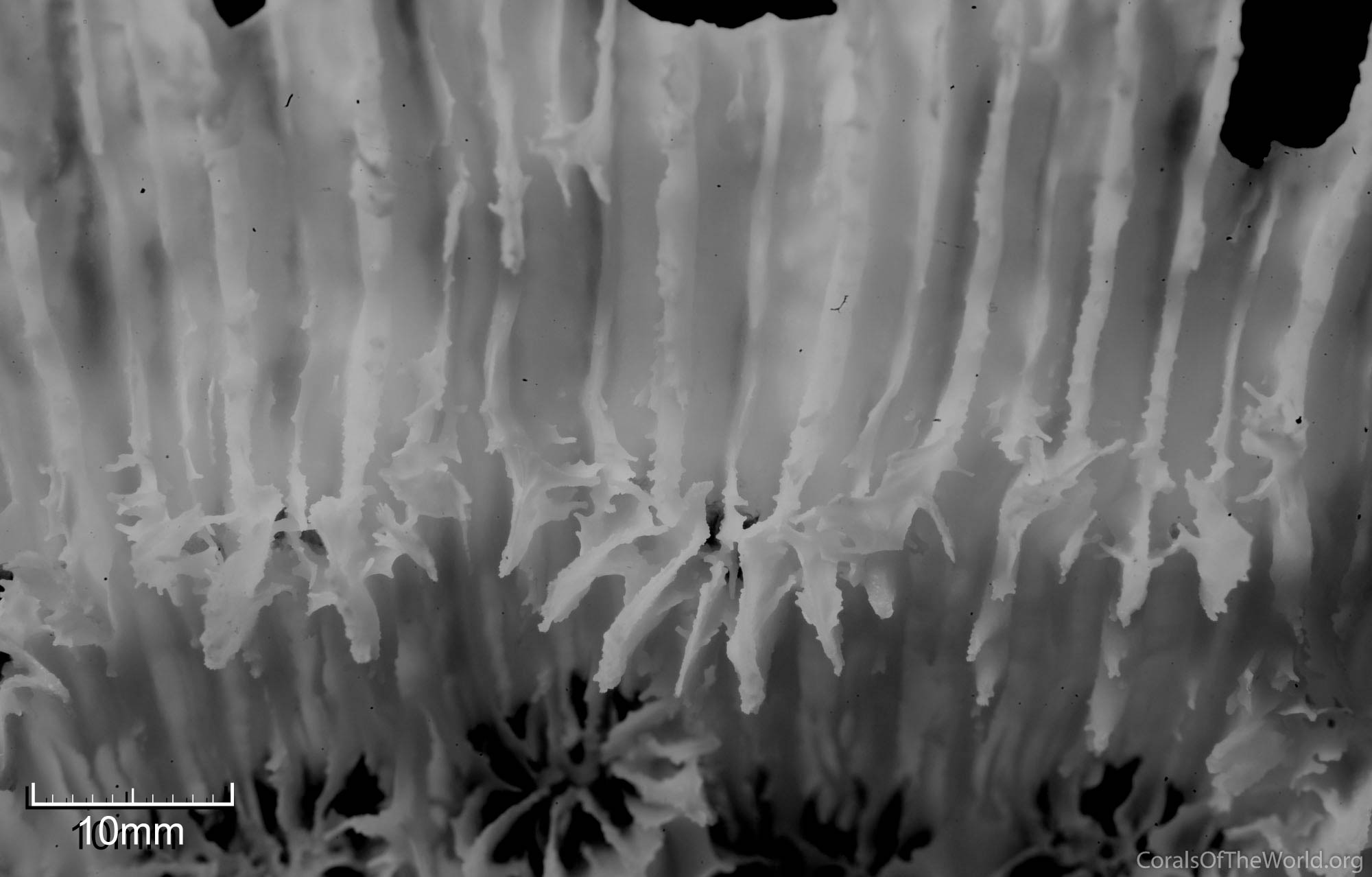 MYCEDIUM ELEPHANTOTUS | REEF AQUARIUM