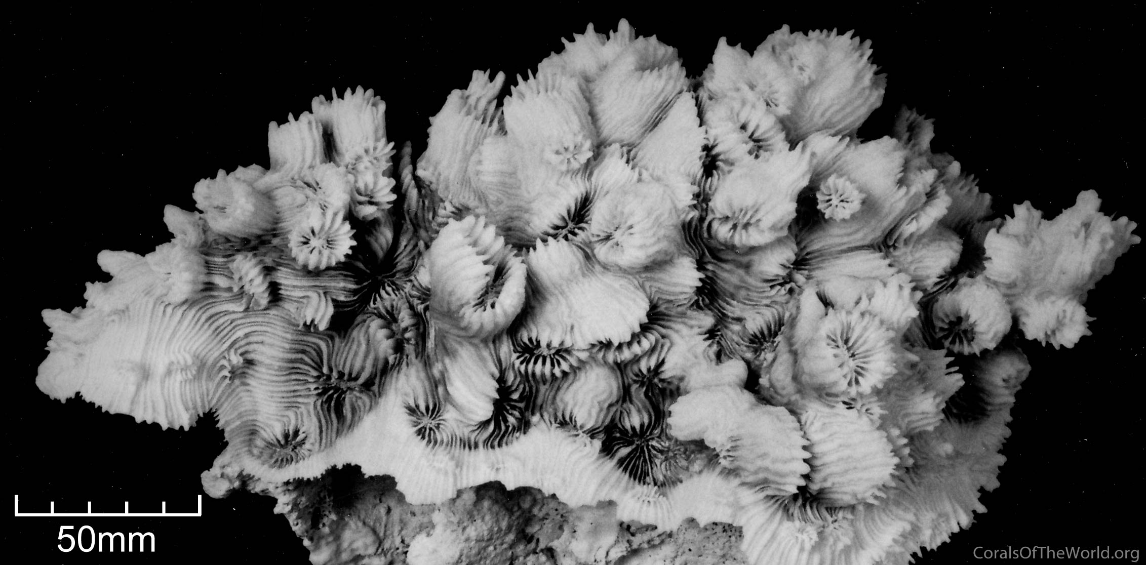 MYCEDIUM ELEPHANTOTUS | REEF AQUARIUM