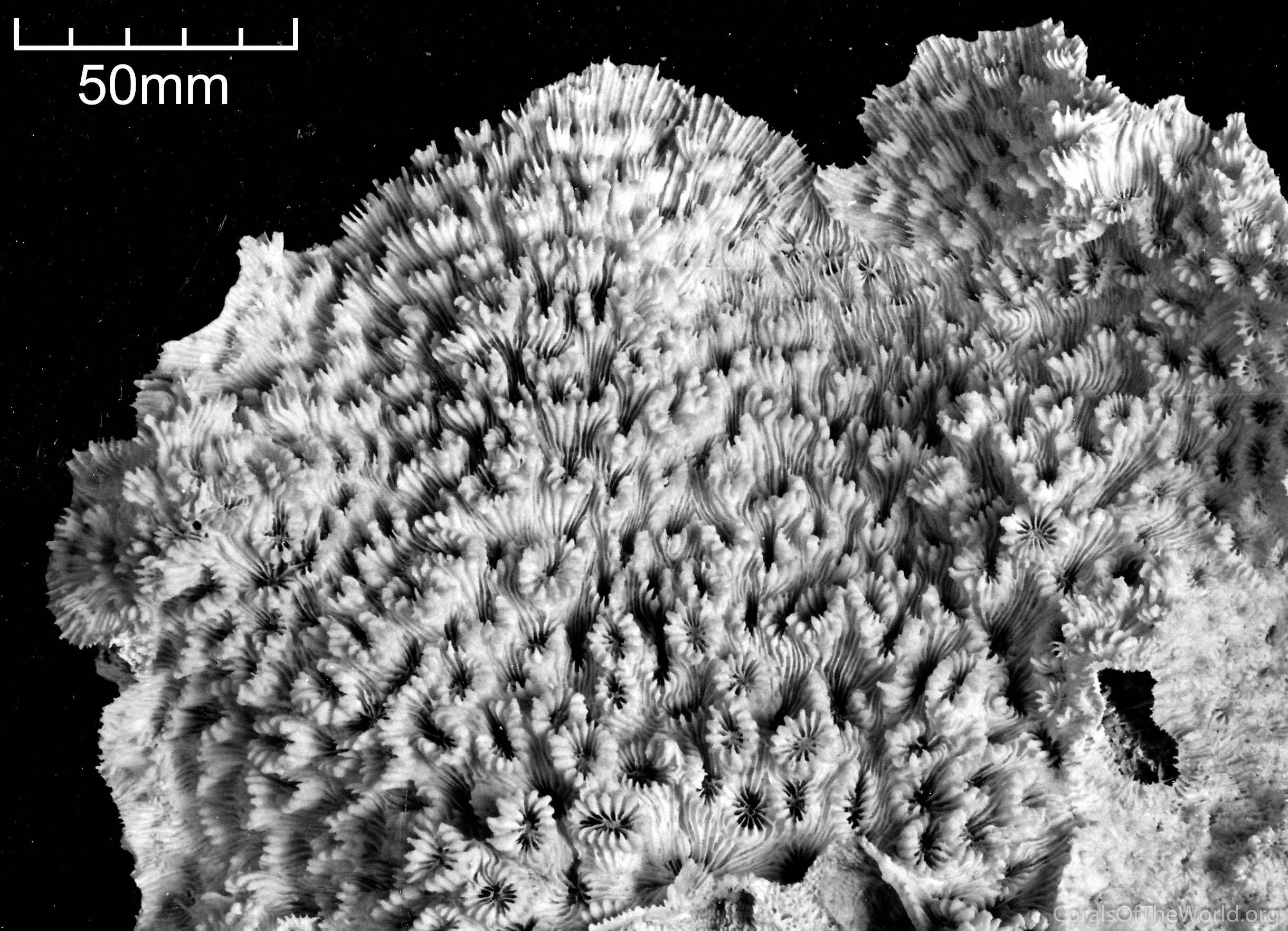 MYCEDIUM ELEPHANTOTUS | REEF AQUARIUM