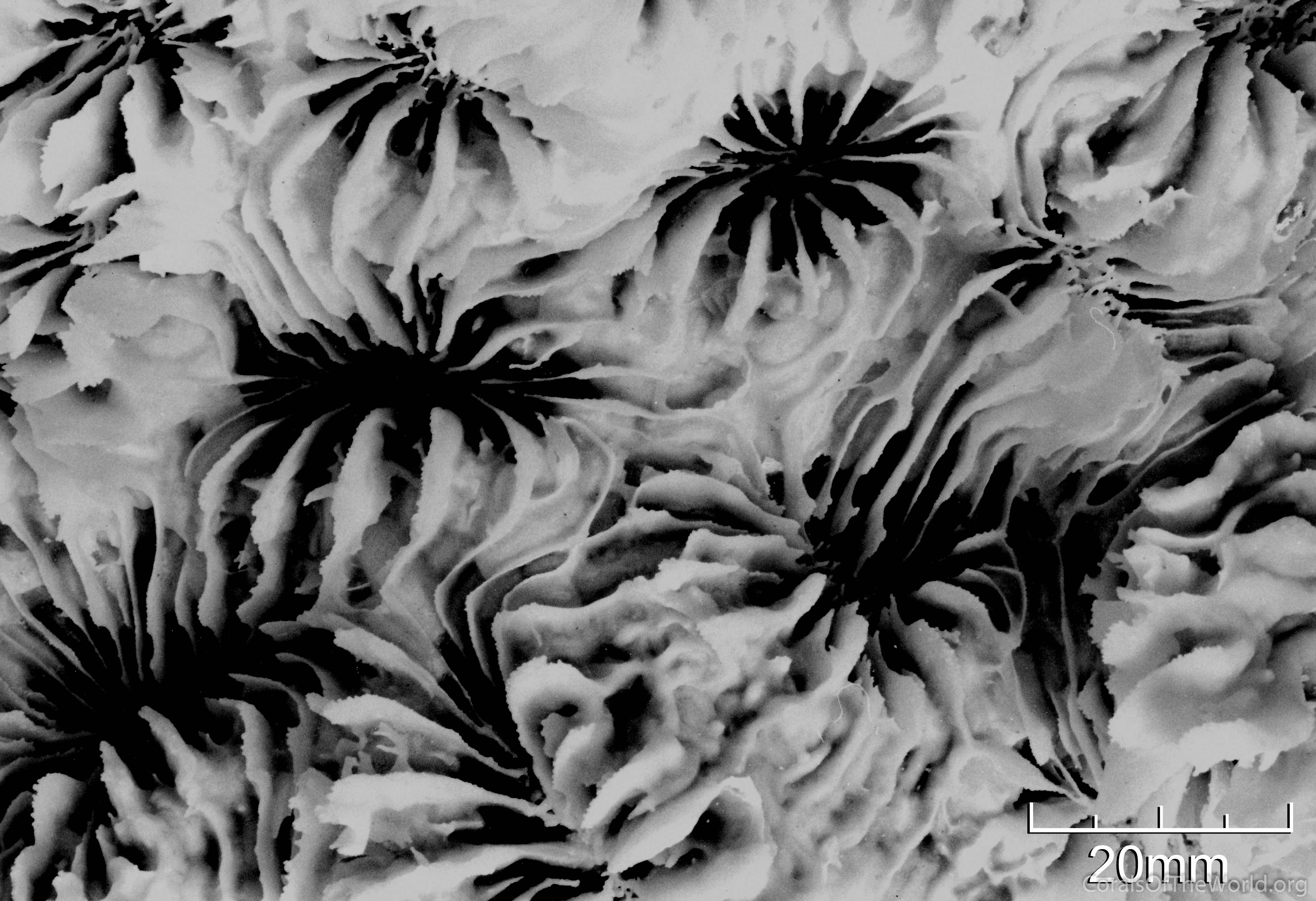 MYCEDIUM ELEPHANTOTUS | REEF AQUARIUM