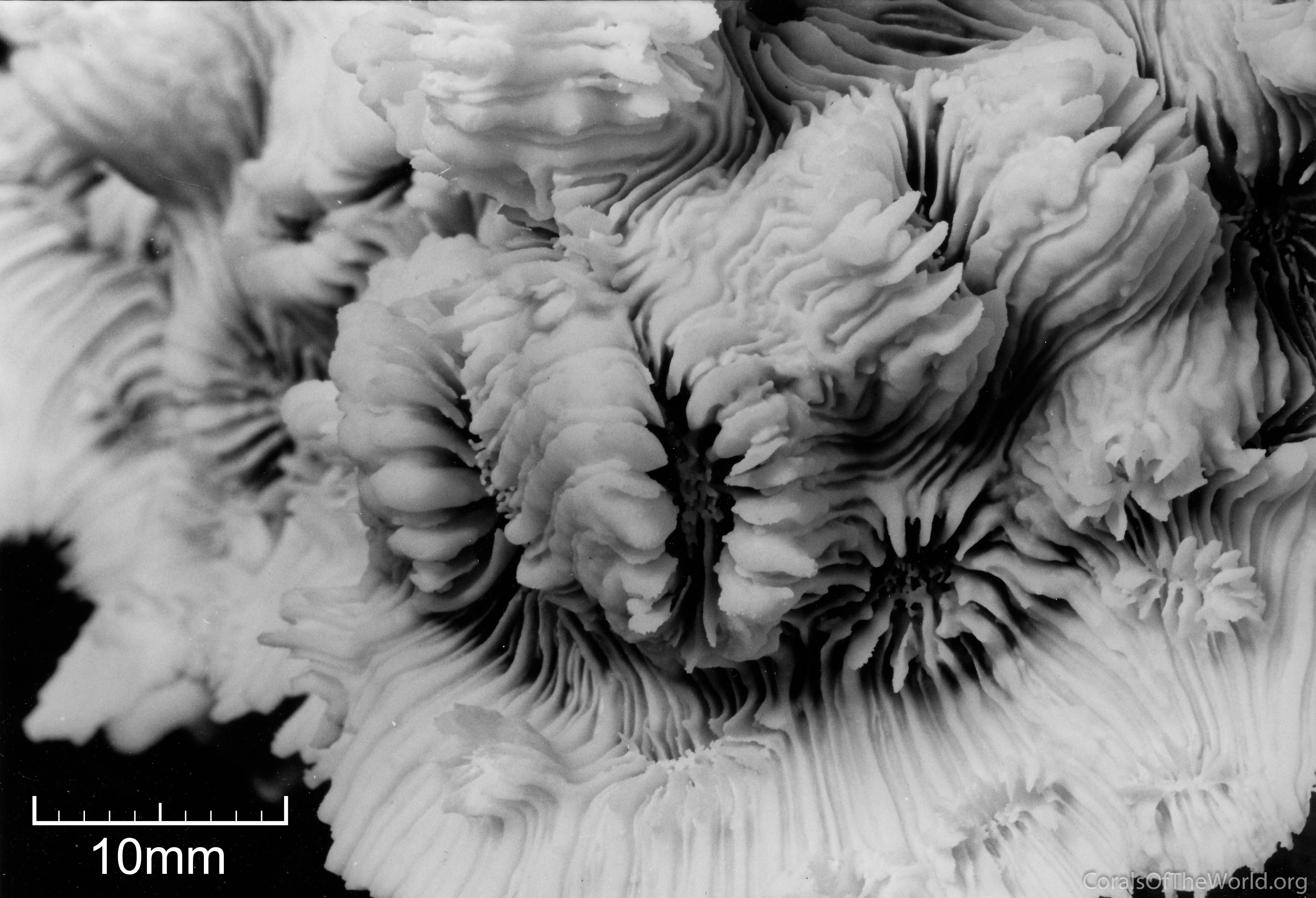 MYCEDIUM ELEPHANTOTUS | REEF AQUARIUM