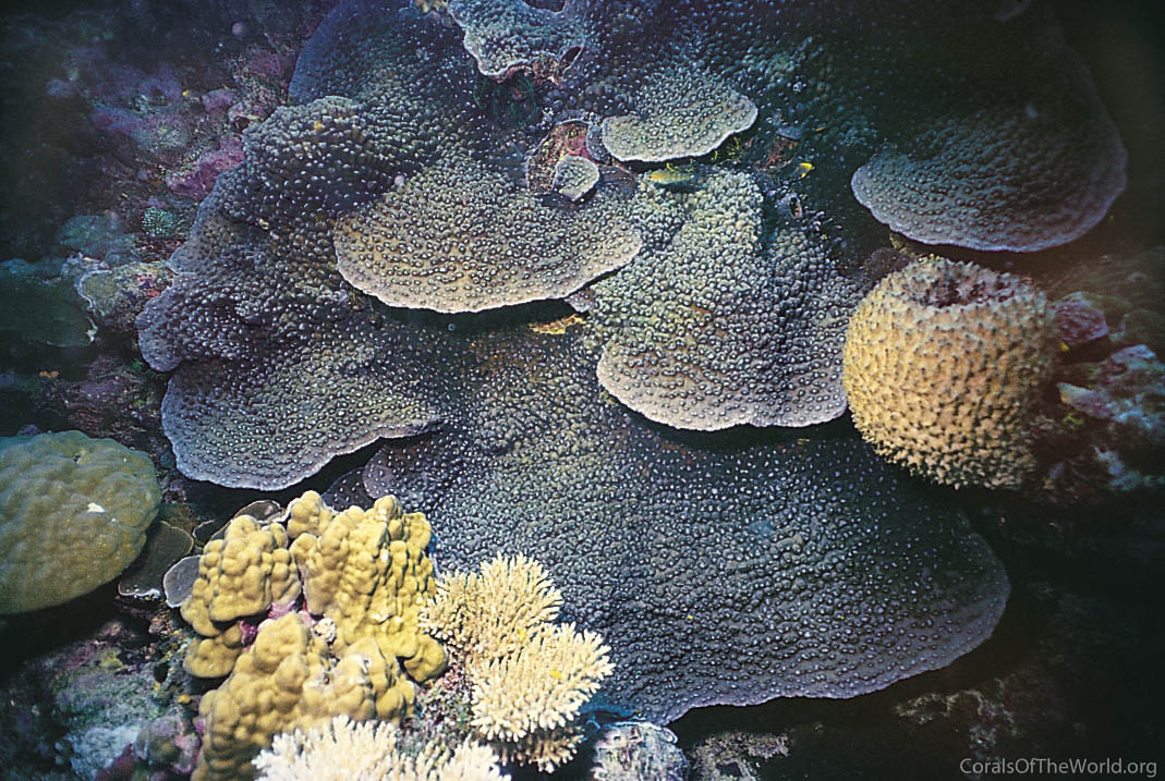 MYCEDIUM ELEPHANTOTUS | REEF AQUARIUM