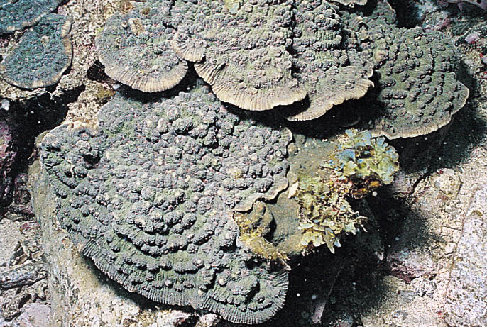 MYCEDIUM ELEPHANTOTUS | REEF AQUARIUM