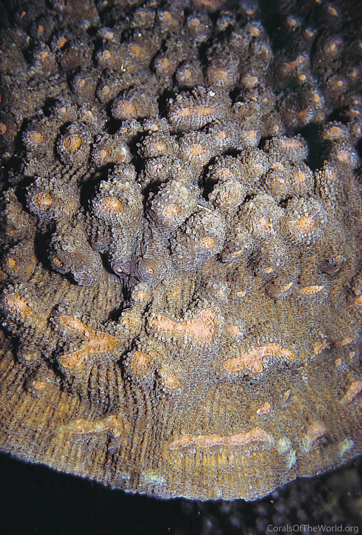 MYCEDIUM ELEPHANTOTUS | REEF AQUARIUM