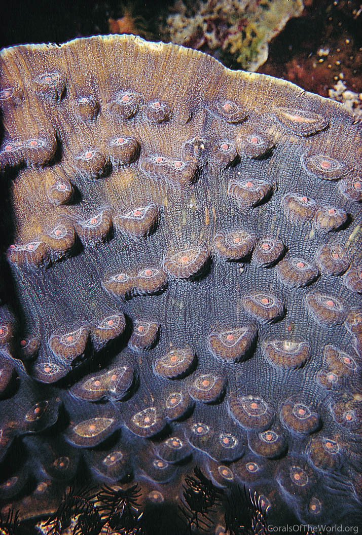 MYCEDIUM ELEPHANTOTUS | REEF AQUARIUM