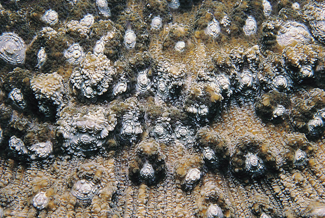 MYCEDIUM ELEPHANTOTUS | REEF AQUARIUM