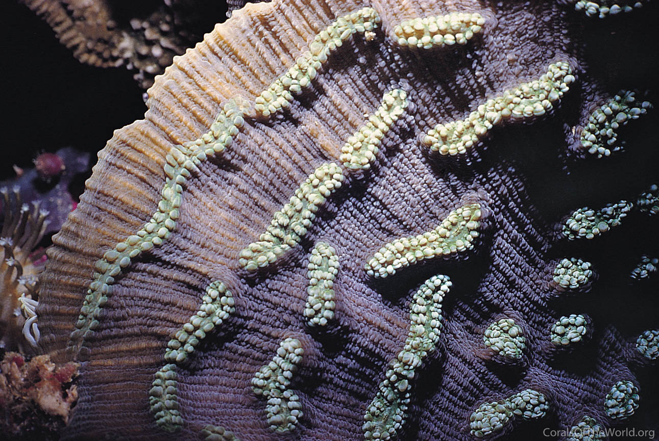 MYCEDIUM ELEPHANTOTUS | REEF AQUARIUM