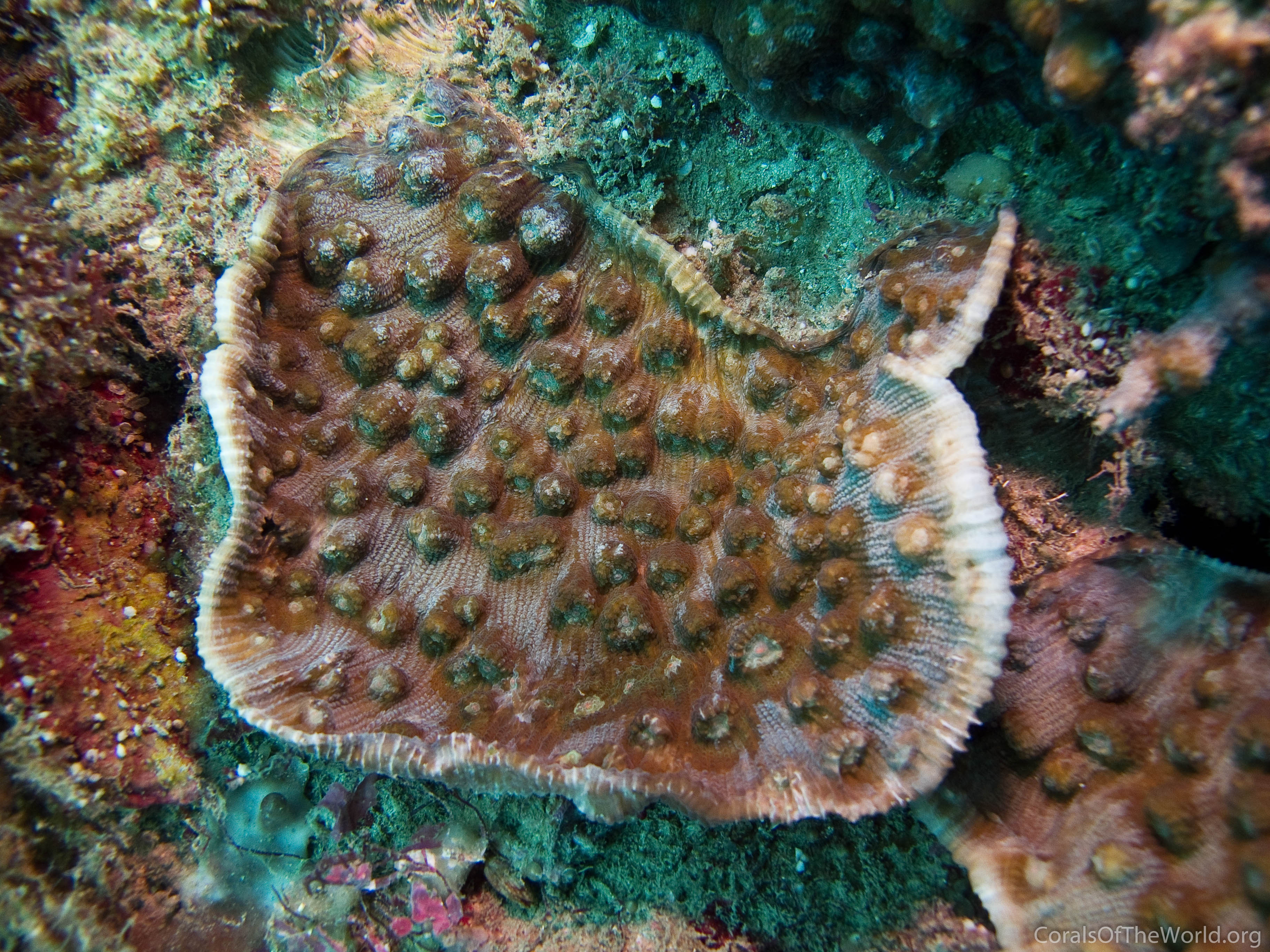 MYCEDIUM ELEPHANTOTUS | REEF AQUARIUM