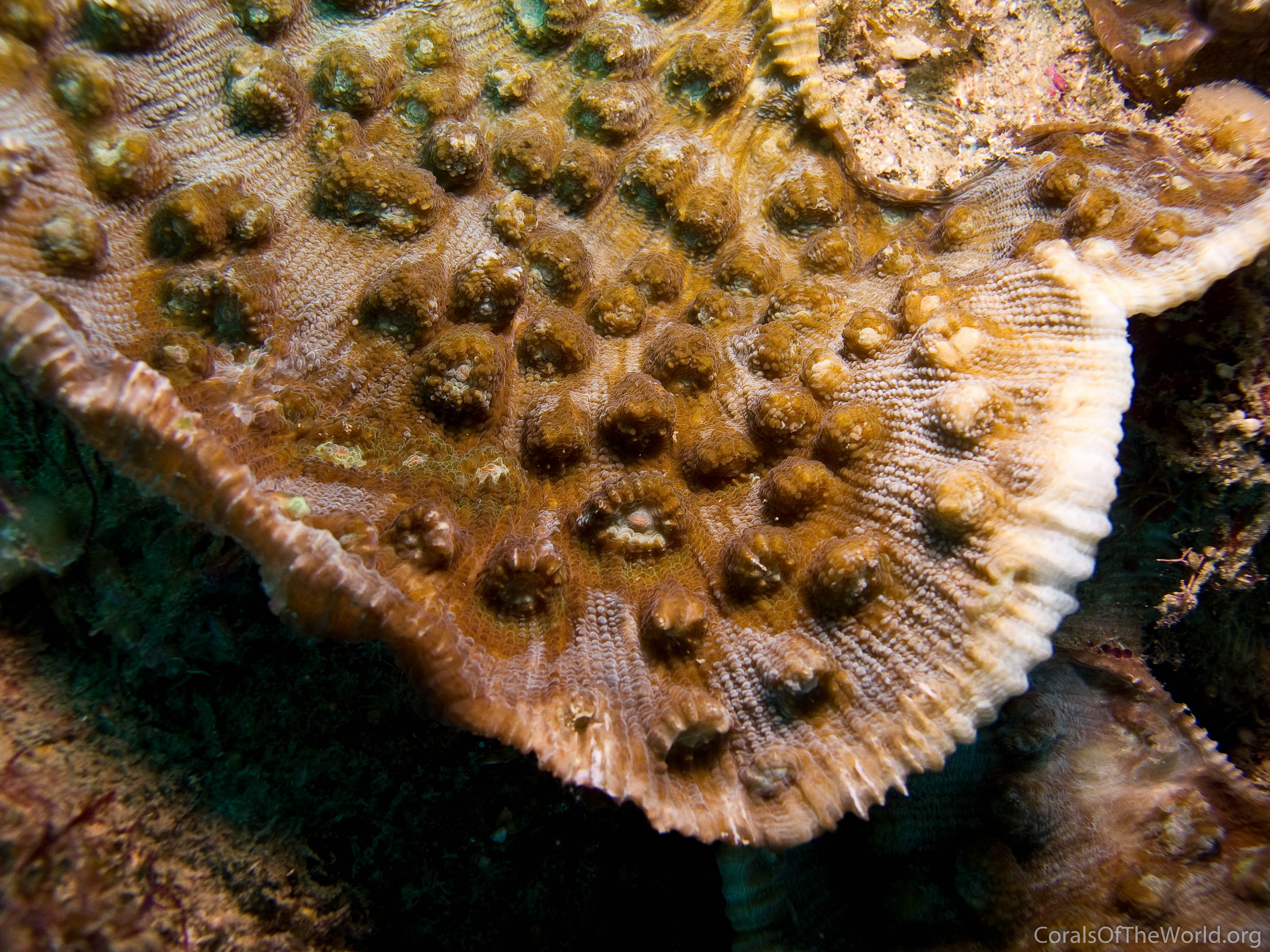 MYCEDIUM ELEPHANTOTUS | REEF AQUARIUM