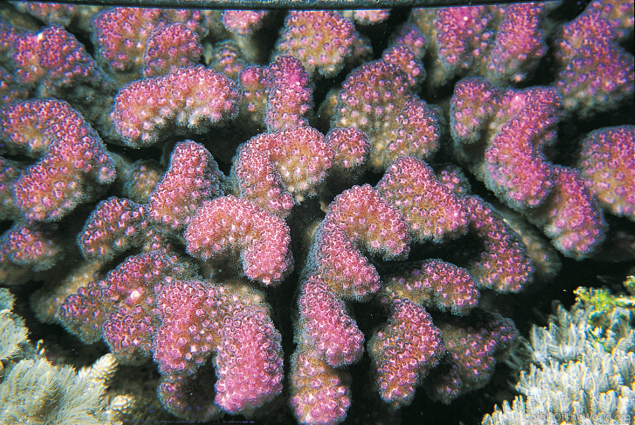 Australia coral ID | Reef2Reef