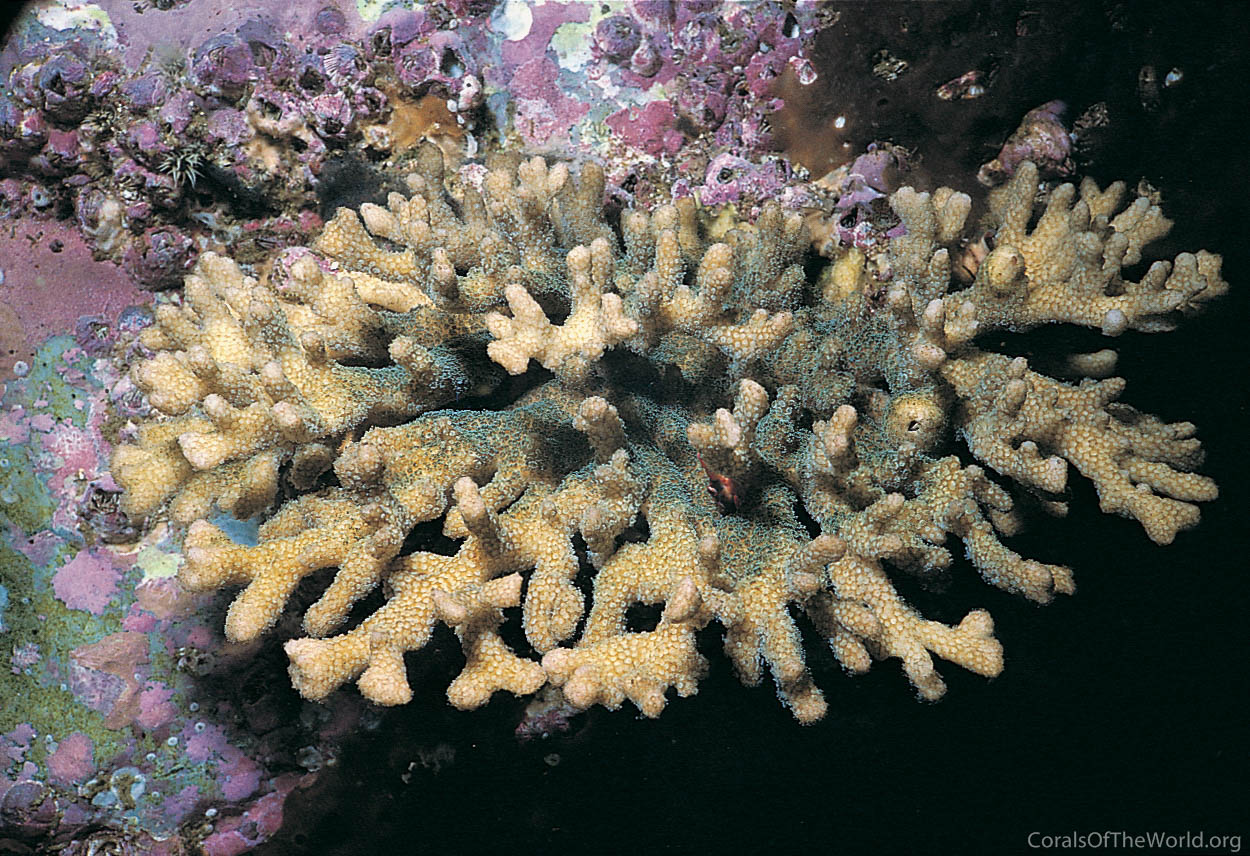 POCILLOPORA | REEF AQUARIUM