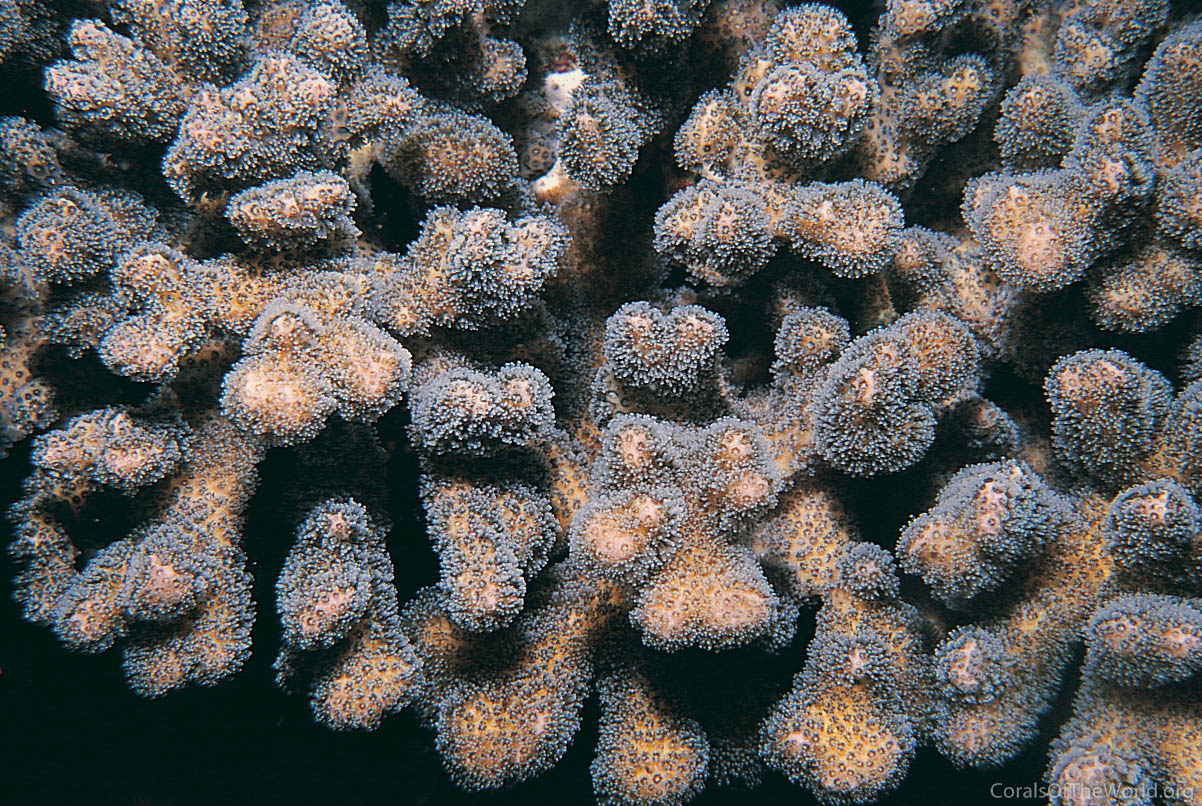POCILLOPORA | REEF AQUARIUM