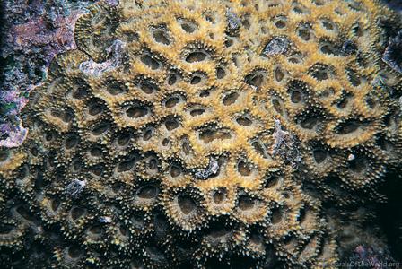 ACANTHASTREA BREVIS | REEF AQUARIUM