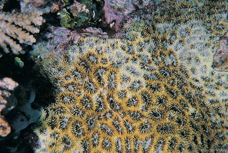 ACANTHASTREA BREVIS | REEF AQUARIUM