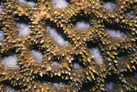 ACANTHASTREA BREVIS | REEF AQUARIUM