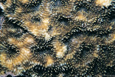 ACANTHASTREA BREVIS | REEF AQUARIUM